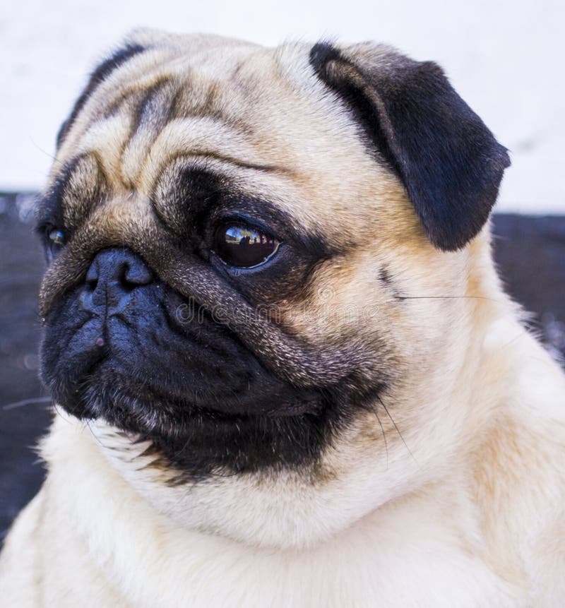 Dog Pug. Close Up Face of Cute Pug Stock Image - Image of pedigreed ...