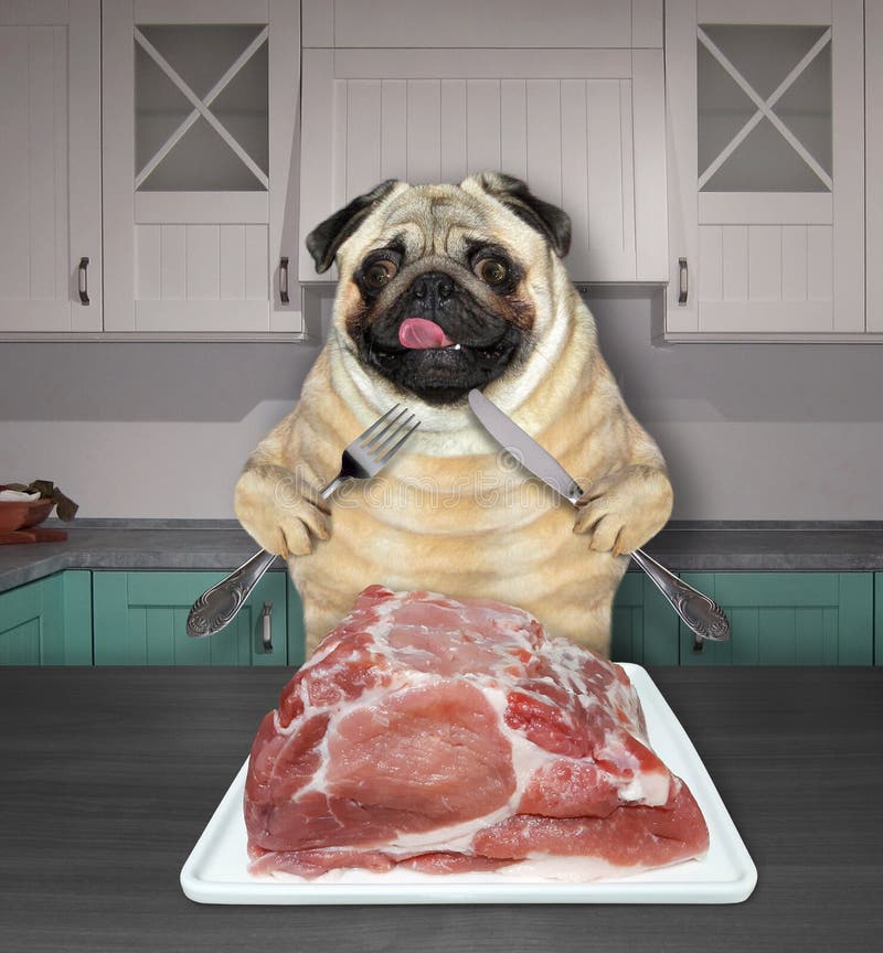Dog Pug Eating Piece of Raw Meat in Kitchen Stock Image - Image of ...