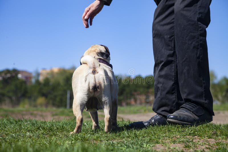 Dog Pug and Man on the Grass Stock Photo - Image of friendship, friend ...