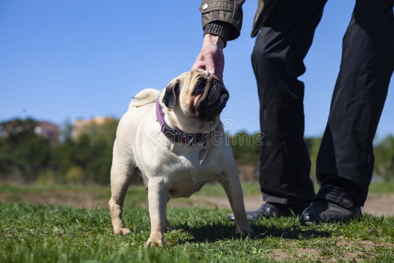 Dog Pug and Man on the Grass Stock Photo - Image of cheerful, beach ...