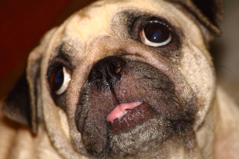 Confused pug stock image. Image of baby, black, puppy - 28928155