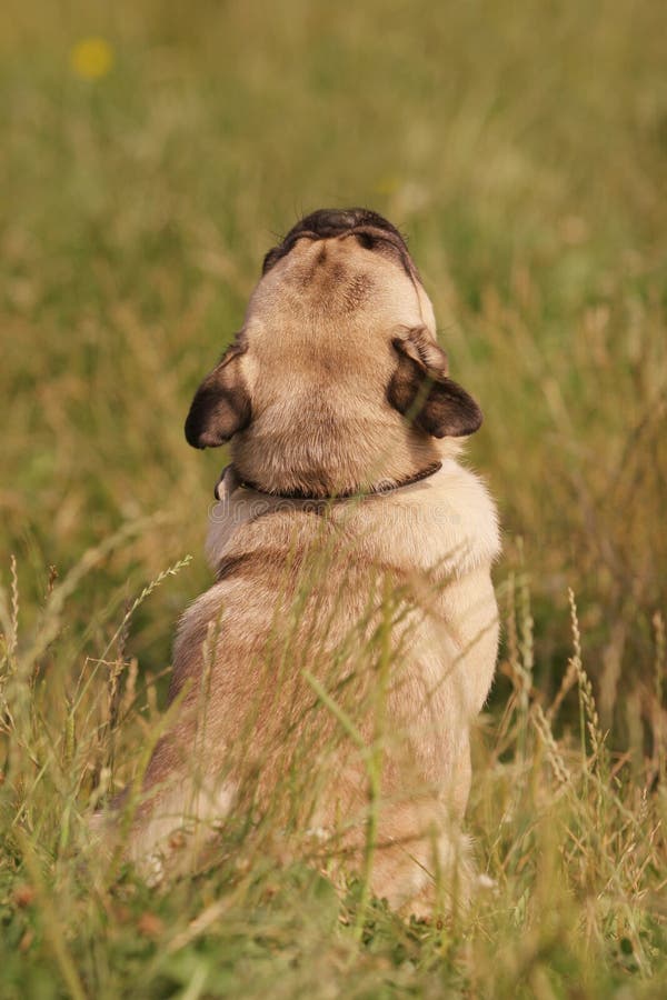 Dog Pug Sits Back in the Grass Stock Image - Image of grass, nature ...