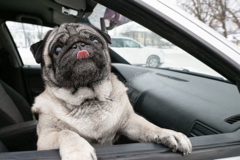 Dog. Pug. Smiling Purebred Dog in the Car Stock Image - Image of smile ...