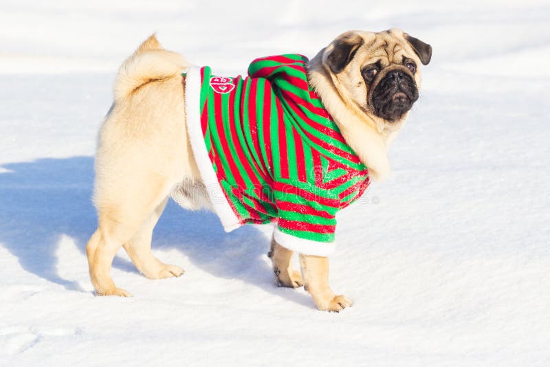 Dog Pug in Snow in Winter, Close-up Portrait Stock Image - Image of ...