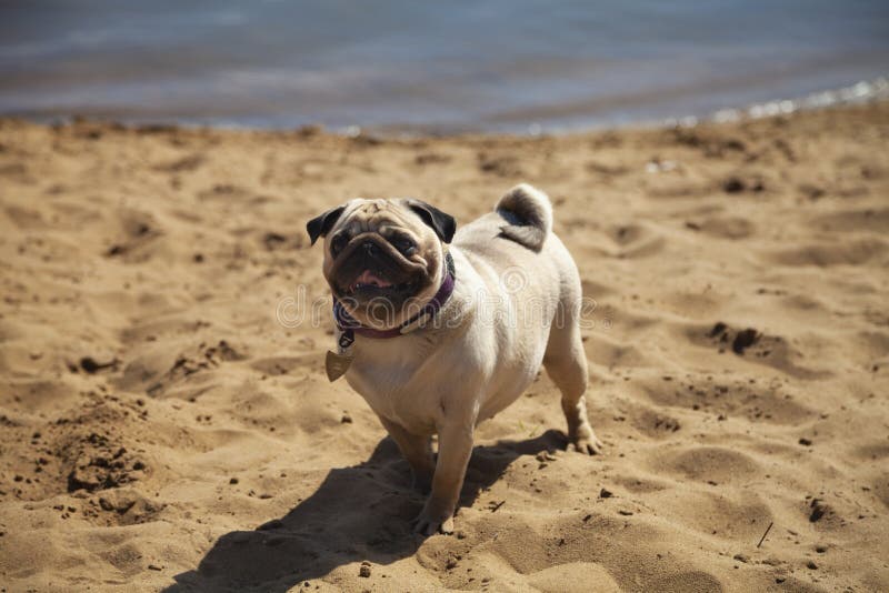 Dog Pug is Standing on the Sand Stock Image - Image of animals ...