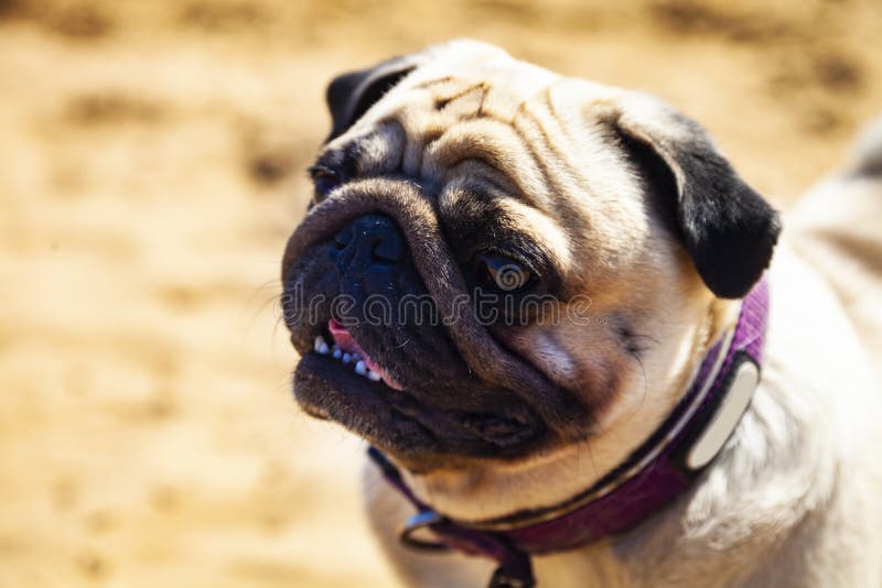 Dog Pug is Standing on the Sand Stock Photo - Image of friendship ...