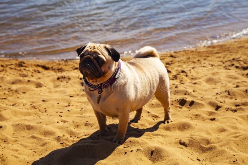 Dog Pug is Standing on the Sand Stock Image - Image of love, outside ...