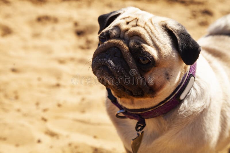 Dog Pug is Standing on the Sand Stock Image - Image of animals, walk ...