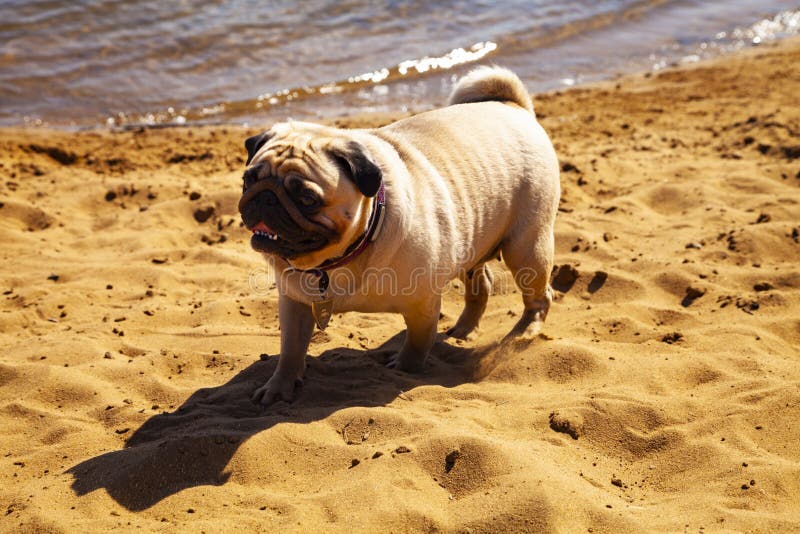 Dog Pug is Standing on the Sand Stock Photo - Image of love, summer ...