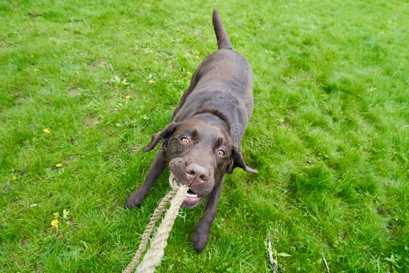 Dog Pulling on Rope in Yard Stock Image - Image of pulling, collar ...