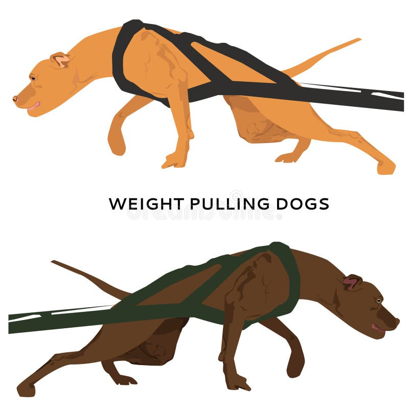 Canine Contest Stock Illustrations – 583 Canine Contest Stock ...