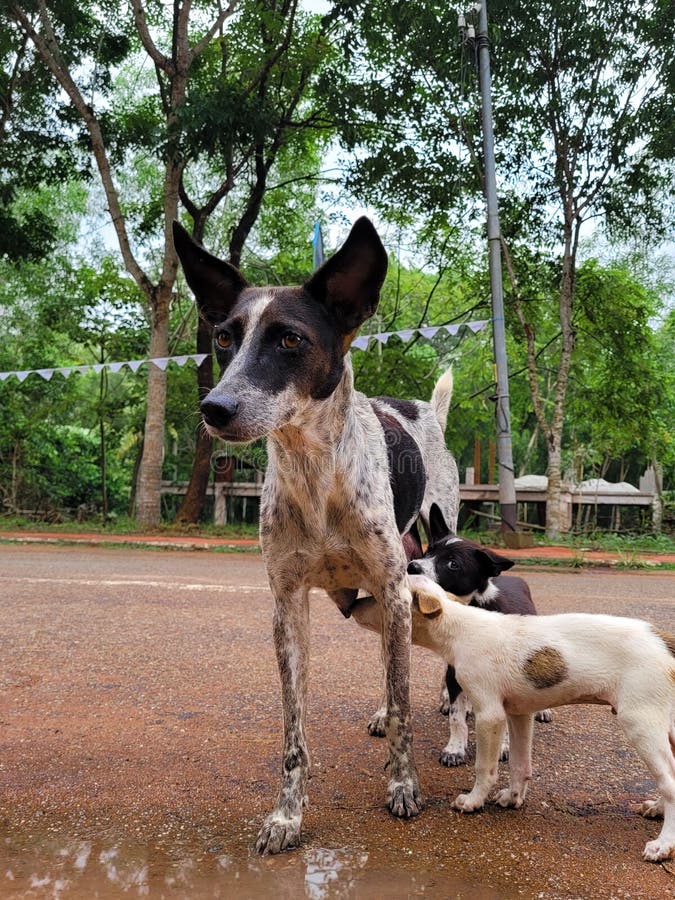 Dog and Puppies on the Road Stock Photo - Image of small, road: 248068676