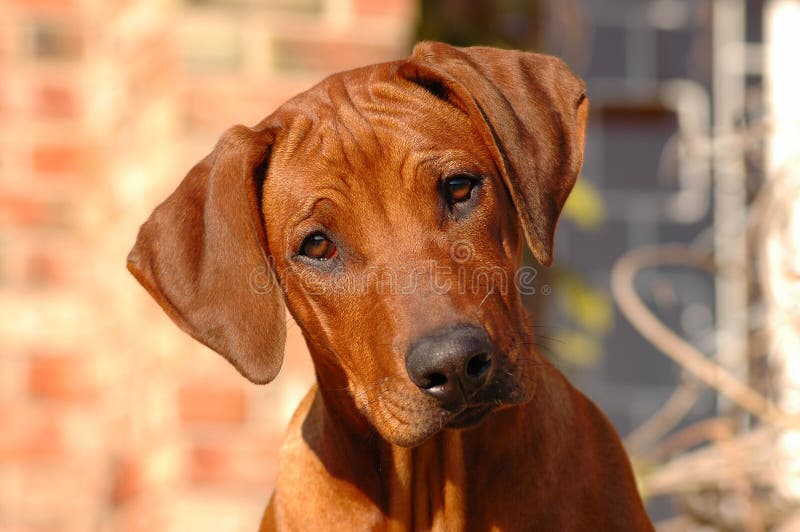 Dog puppy stock image. Image of anke, family, beautiful - 1389141