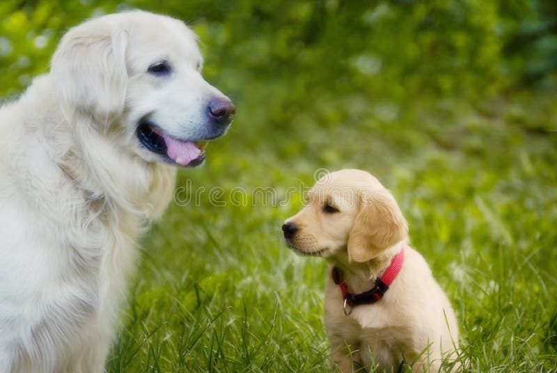 Dog and puppy stock photo. Image of cute, care, animal - 3077266