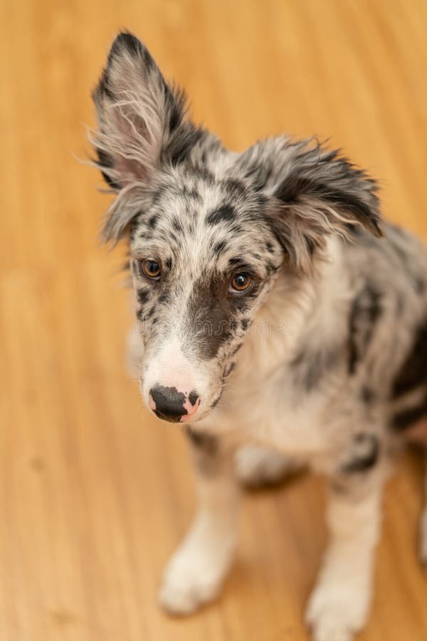Dog Puppy Border Collie Merle Stock Image - Image of domestic, nature ...