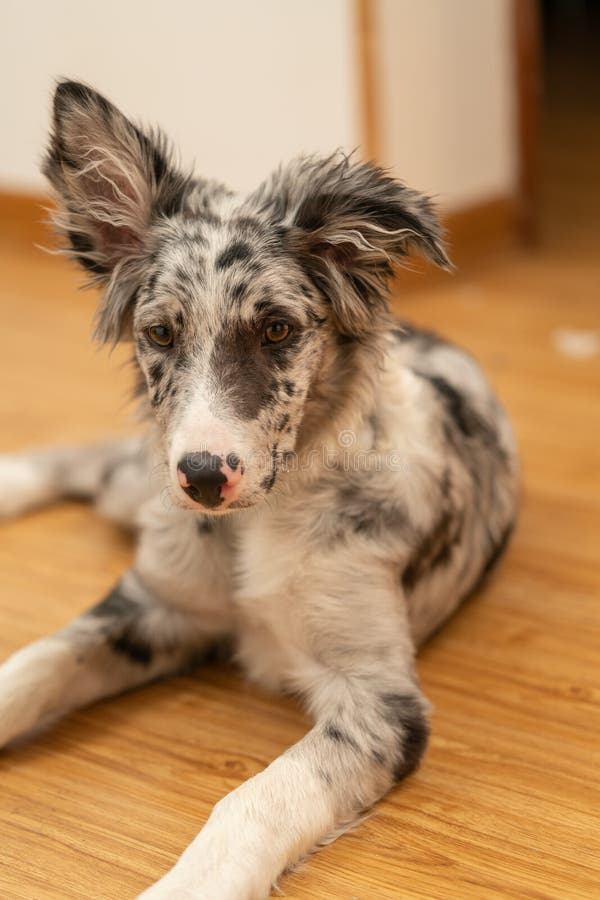 Dog Puppy Border Collie Merle Stock Photo - Image of cute, catching ...