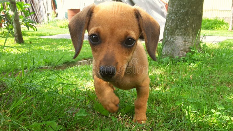Dog stock image. Image of grass, nature, puppy, small - 76743759