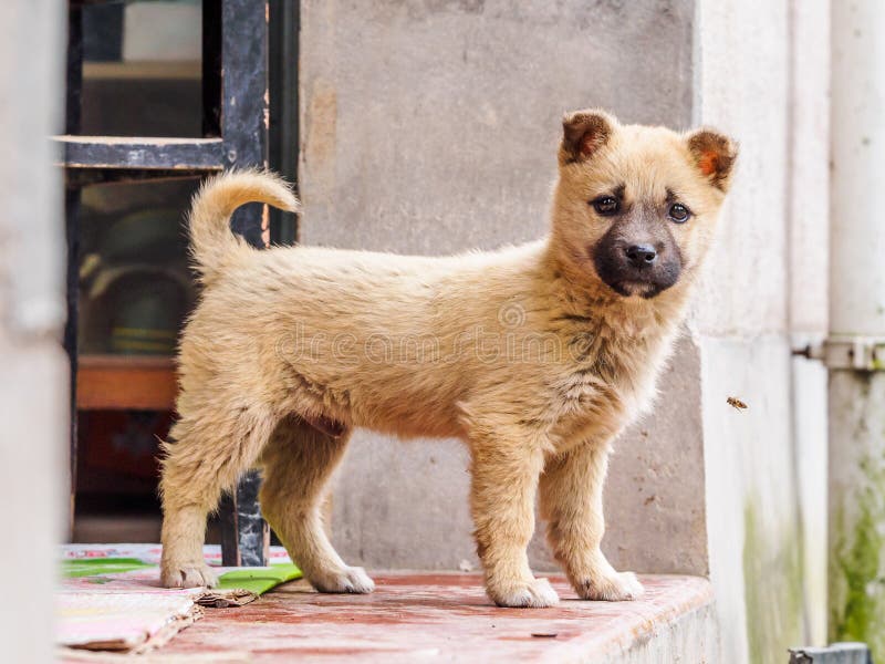 Tugou Stock Photos - Free & Royalty-Free Stock Photos from Dreamstime