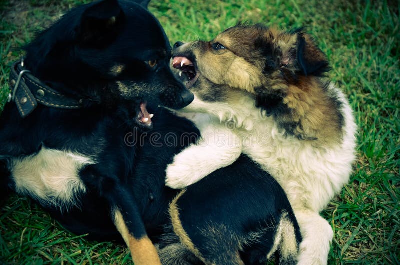 Dog and Puppy Playing in the Summer on the Grass Stock Image - Image of ...