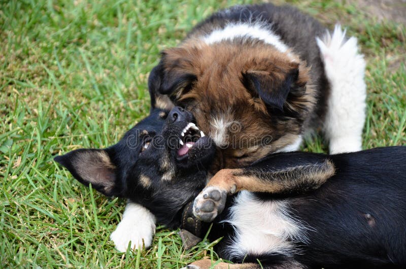 Dog and Puppy Playing in the Summer on the Grass Stock Photo - Image of ...