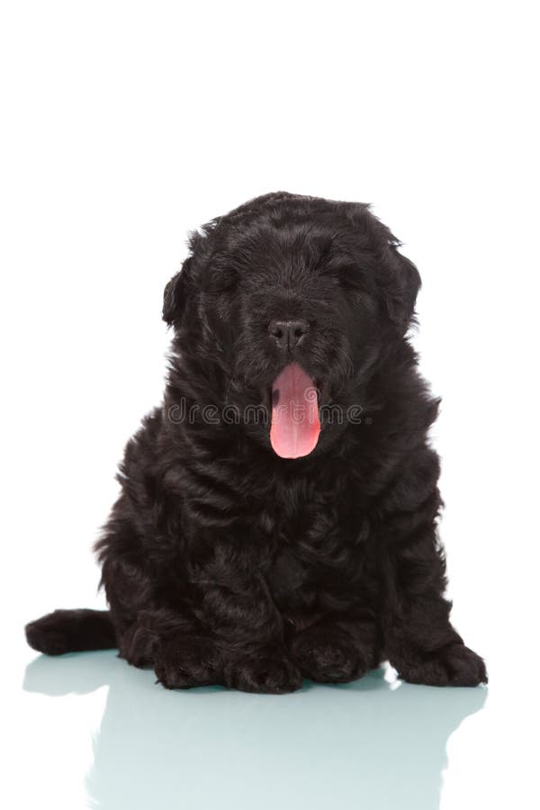 Young Tubby Puppy Stock Photos - Free & Royalty-Free Stock Photos from ...