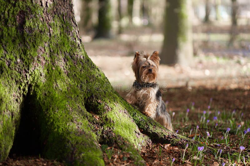 The Dog Put Its Paws on the Moss Tree. Pet in Nature. Yorkshire Terrier ...