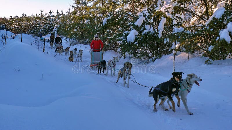 Dog in Quebec. Canada, North America. Editorial Photo - Image of snow ...
