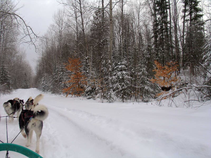 Dog in Quebec. Canada, North America. Stock Image - Image of outdoor ...