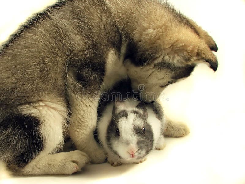 Can You Have A Husky And A Bunny Together