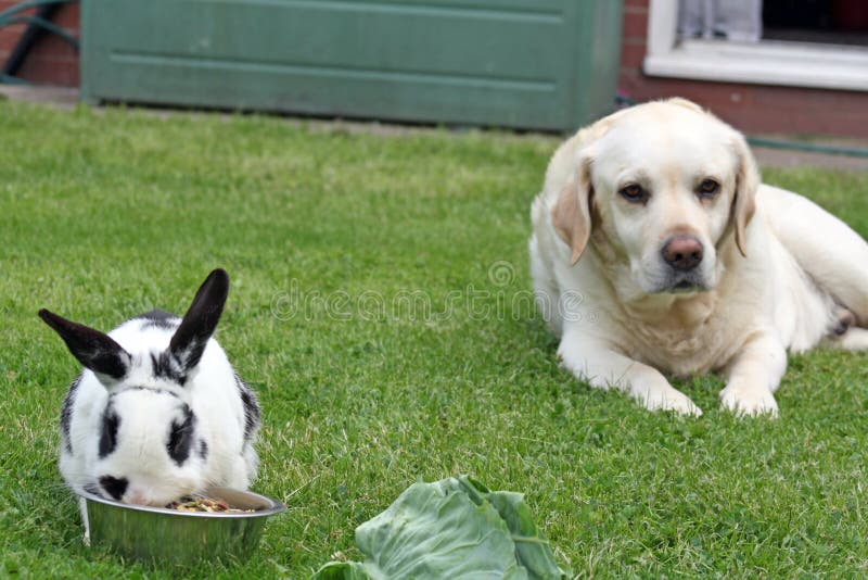 Dog and rabbit stock photo. Image of head, full, space - 25723776