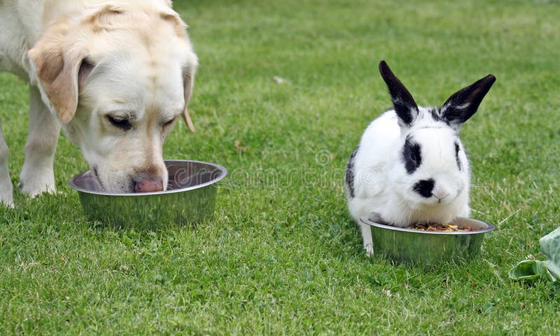 Puppy in a meadow stock photo. Image of sniff, nature - 40289858