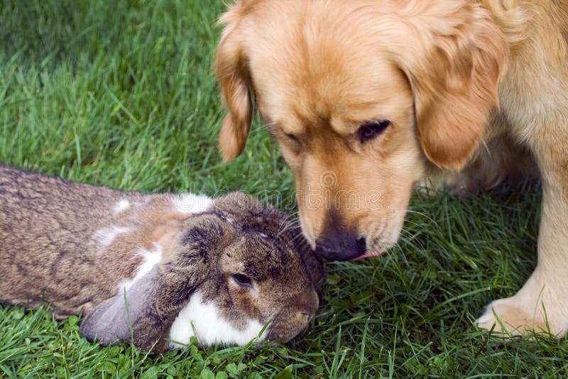 Dog and rabbit stock image. Image of friend, animal, sweet - 5329745