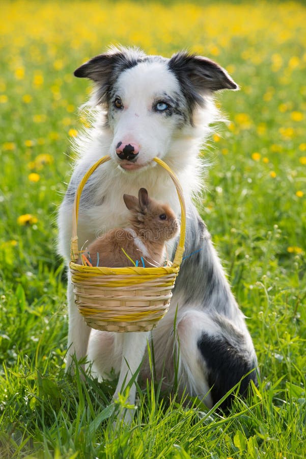 Dog with rabbit stock image. Image of easter, springtime - 70028717