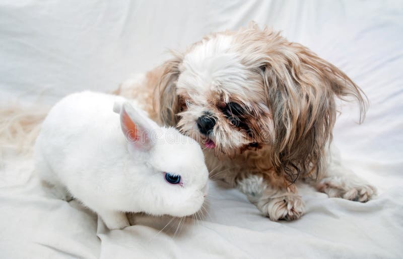 Dog and rabbit playing stock image. Image of nice, white - 50672911