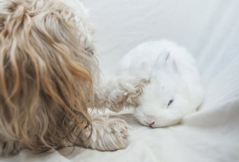 Dog and rabbit playing stock image. Image of cuddling - 50673013