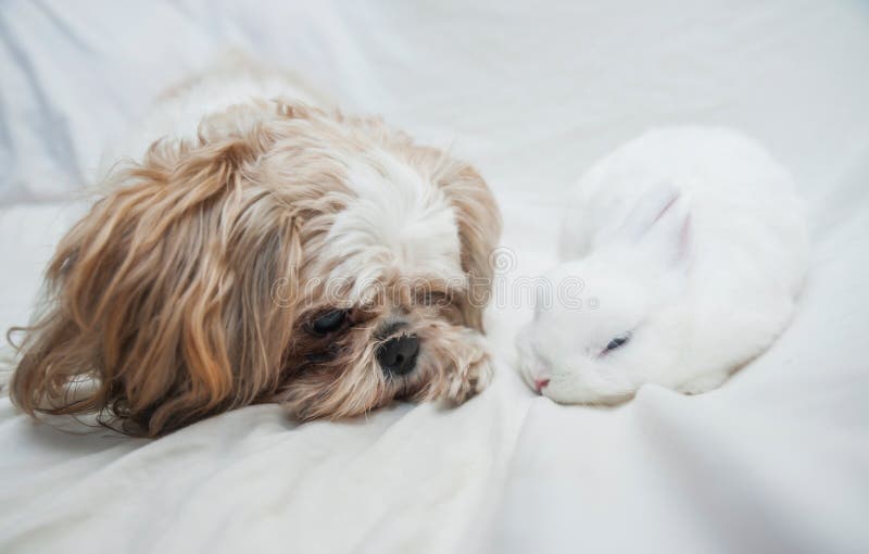 Rabbit Playing with a Magicians Hat Stock Photo - Image of little ...