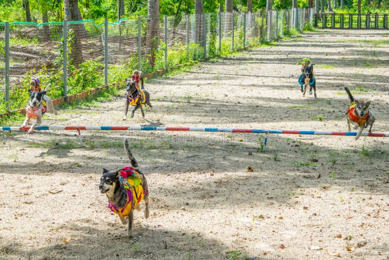 Dog race moment editorial photo. Image of event, tricks - 85536891