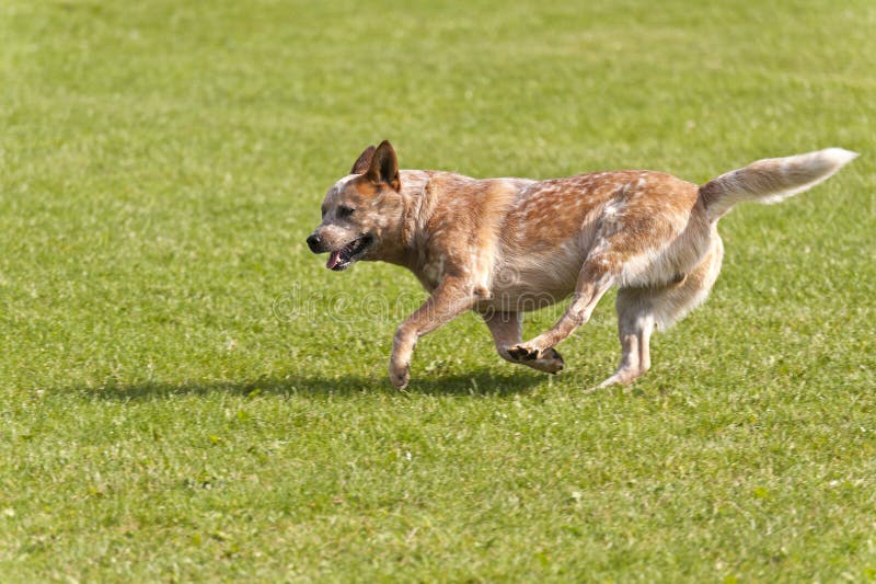Dog Race stock image. Image of raging, breed, dynamics - 34746377