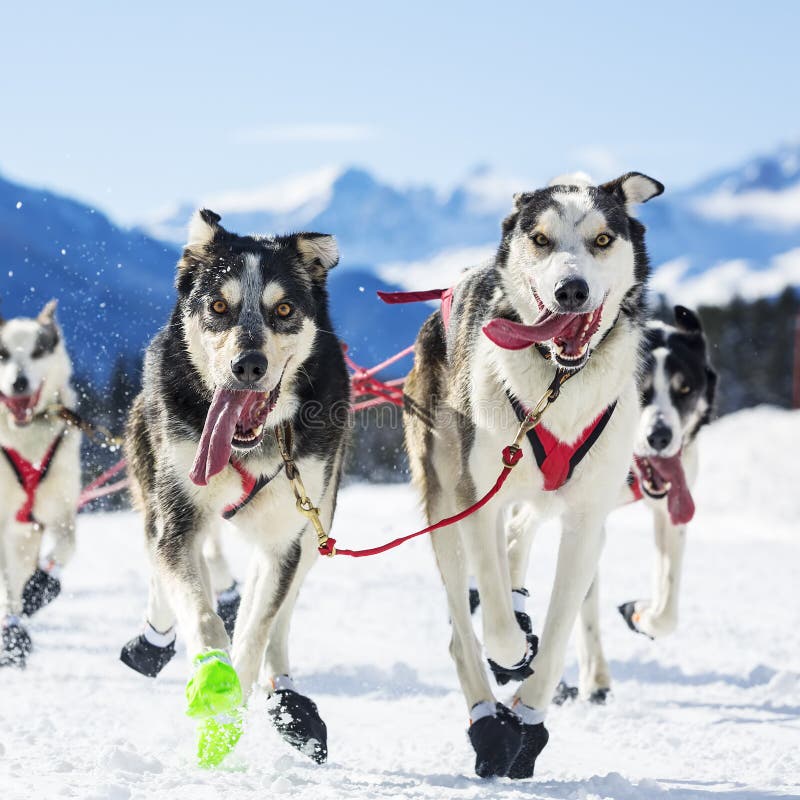 Snow dog stock photo. Image of mountain, nordic, wolf - 16798434
