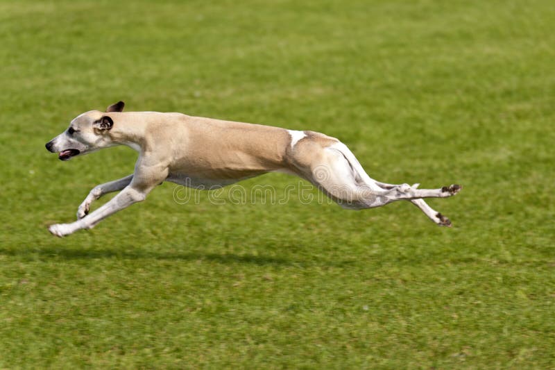 Dog Race stock photo. Image of animal, running, racing - 51549694