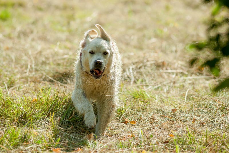 Dog Racing Across the Field Stock Image - Image of water, outdoors ...