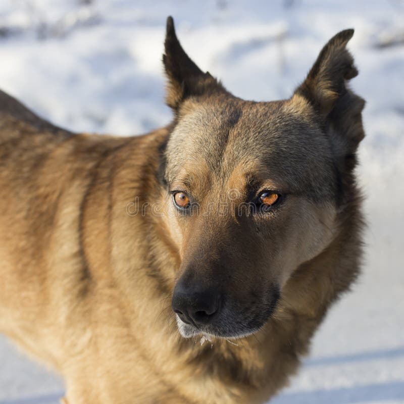 Dog ragged ear stock image. Image of mammal, nose, black - 107599451