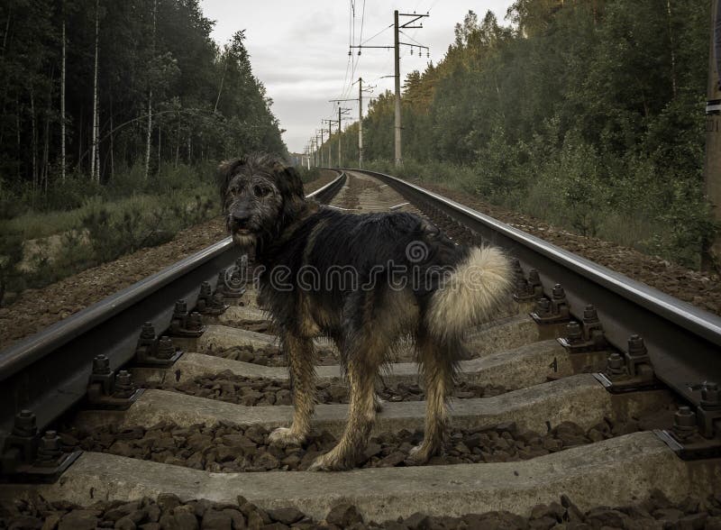 Dog on the railroad stock photo. Image of forest, railway - 41471798