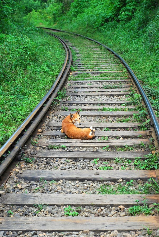 Dog rails stock photo. Image of traveler, rails, nature - 51298450