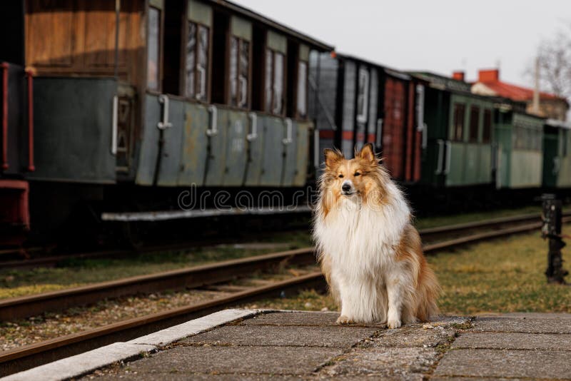 The Dog on the Railway Station Platform. Stock Image - Image of ...