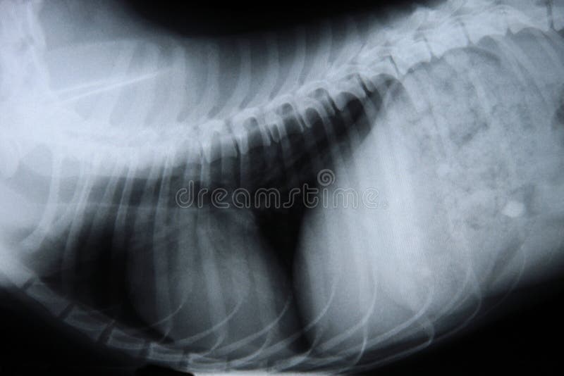 Dog x-ray stock photo. Image of medical, structure, rays - 4378154