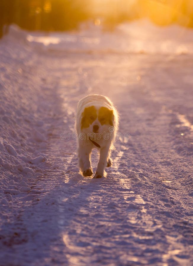 A Dog in the Rays of a Sunset in the Snow Stock Image - Image of rays ...