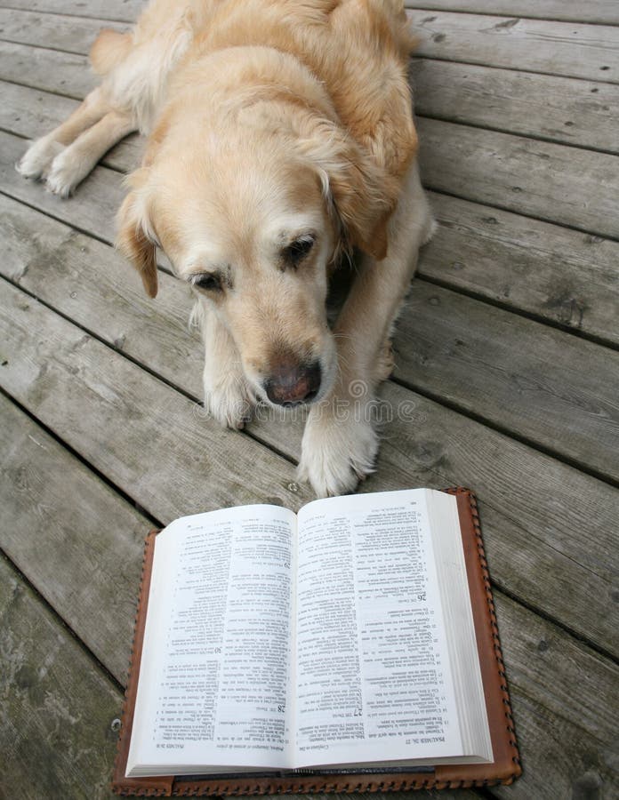 Dog reading stock image. Image of reader, bibliophile - 3845289