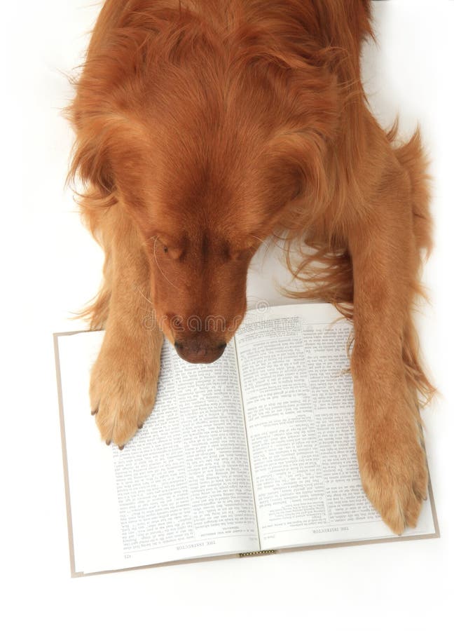 Dog reading a book stock photo. Image of writing, class - 22241574