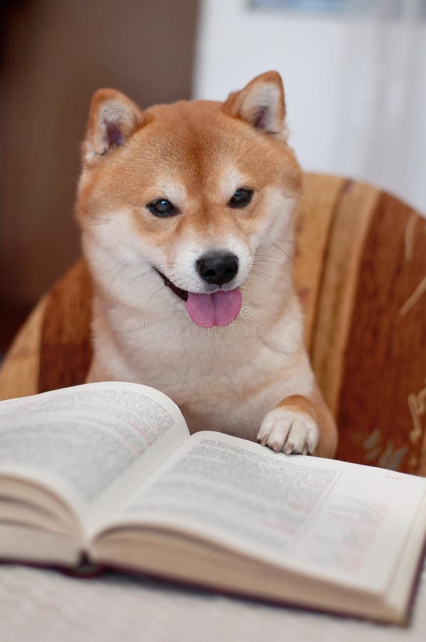 Dog reading a book stock image. Image of mammal, domestic - 29423313